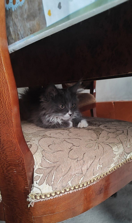 Котята бесплатно