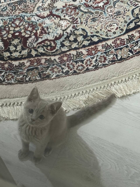 Кошка Британский Scottish strayt