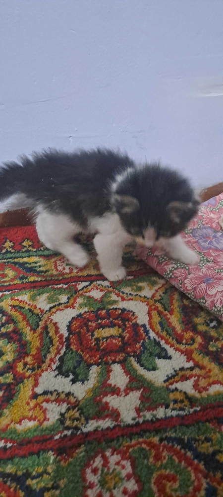 котята в Ургенче