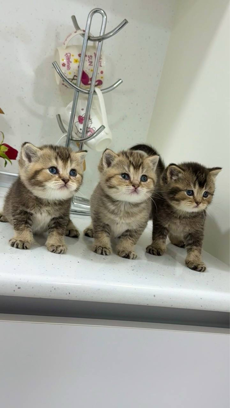 Британские котята