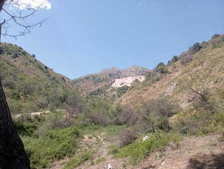 Toza tog' asali Chorvoqdan