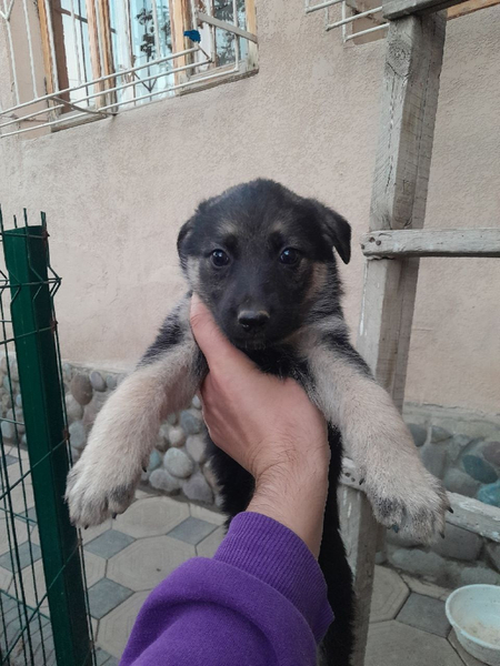 Продам щенков восточноевропейской овчарки. Родились 08.09.24 год.