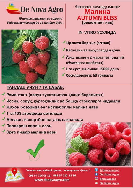 Резавор мевалар кучати маймунжон / ежевика  Малина  In-Vitro