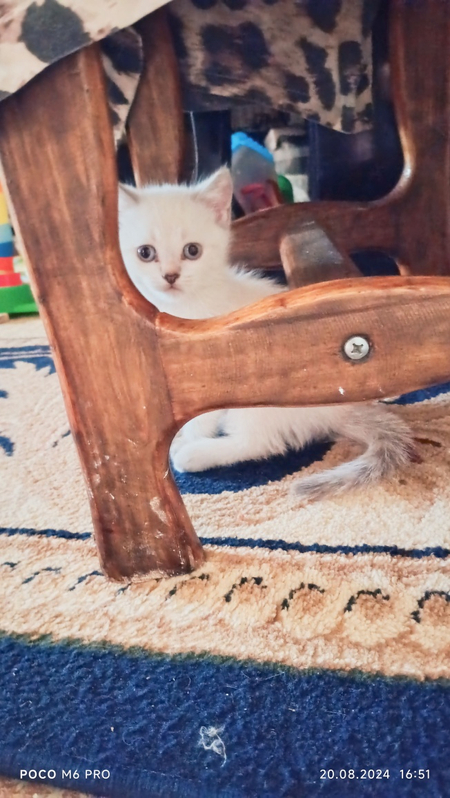 Срочно продаются котята скотиш