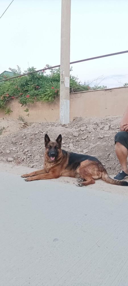 Немецкий овчарка