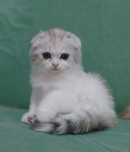Скоттиш фолд цена 150$