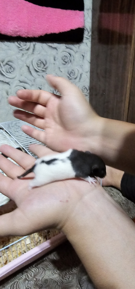 Ручные крысята Дамбо