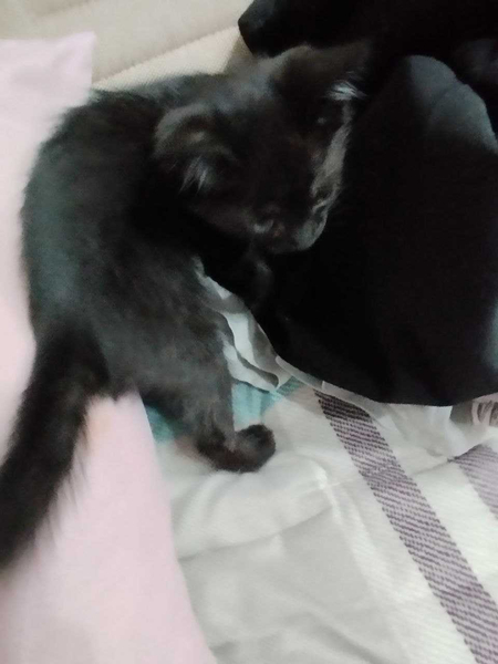 Отдам милого котенка в добрые руки.