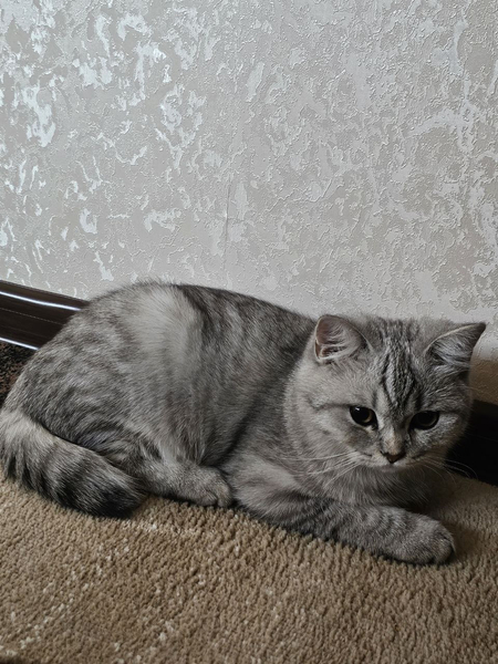 Продаётся кот скоттиш