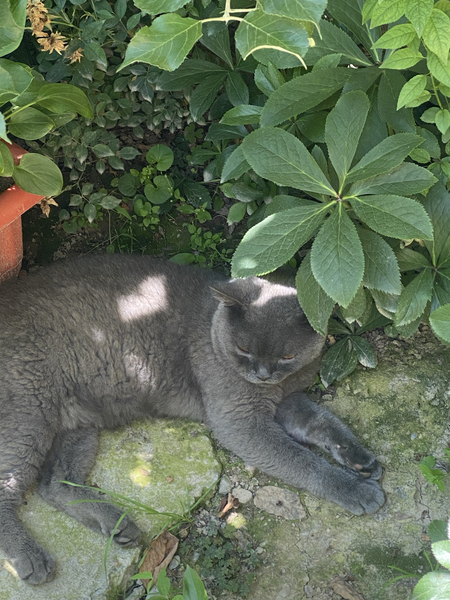 Кот скоттиш страйт цена договорная