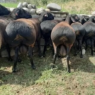 Kassob xizmati  Кассоб хизмати