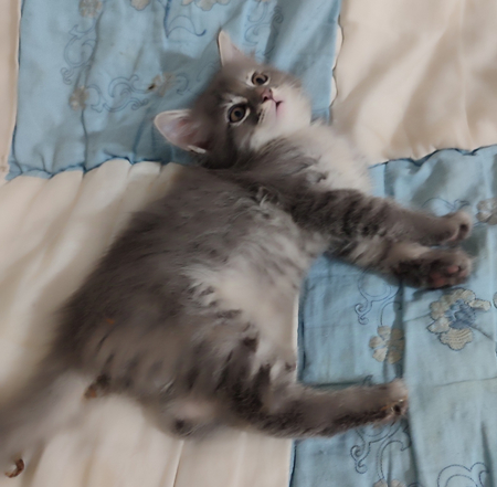 Продаются котята домашние.