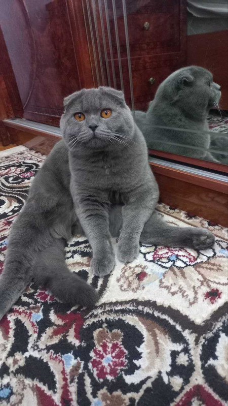 Вязка.Кот БАРСИК ждет нивесту