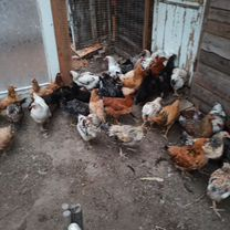 Продаются домашние куры и цыплята