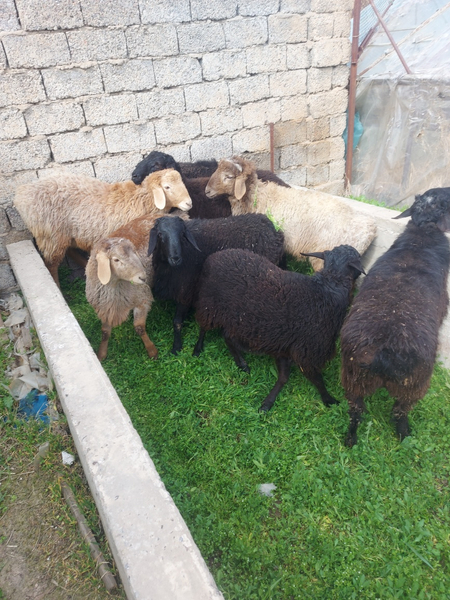 Yoshiga tolgan qozi qochqorlar sotiladi soni 8 ta sfati alo