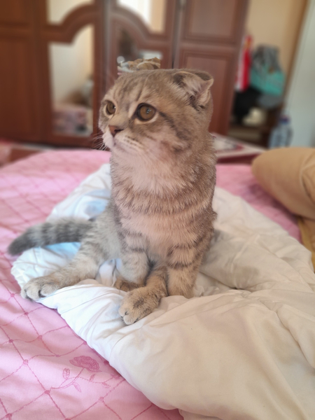 Кот 4 месяца ...