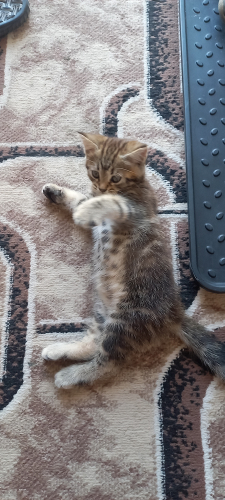 Продаются котята