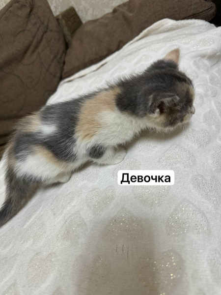 Котята здоровые 1,5 месяца чистые активные