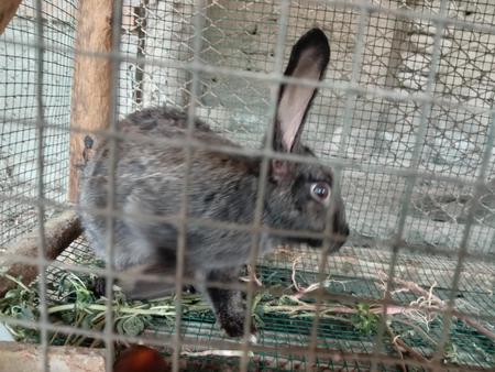 Velikan quyonlar