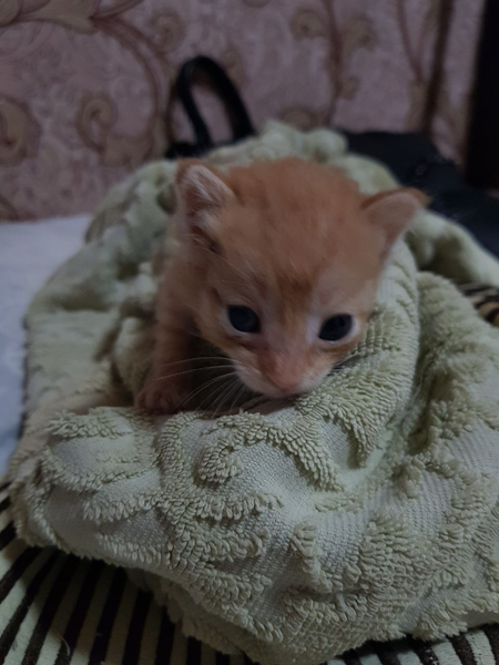 Кошка 2 недели отдам даром