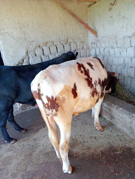 Продам бычков 2шт по 2 года большие