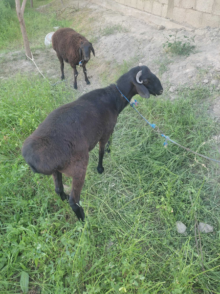 Qurbonlik quylari sotiladi