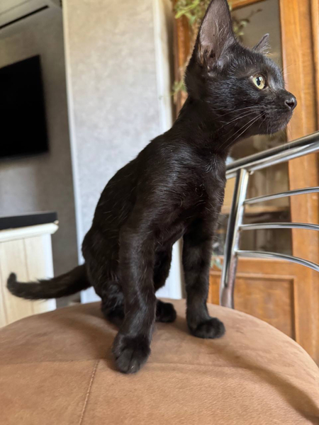 Пристраиваю котенка в заботливые руки