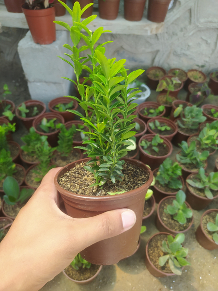 Gullar sotiladi  15 mingdan