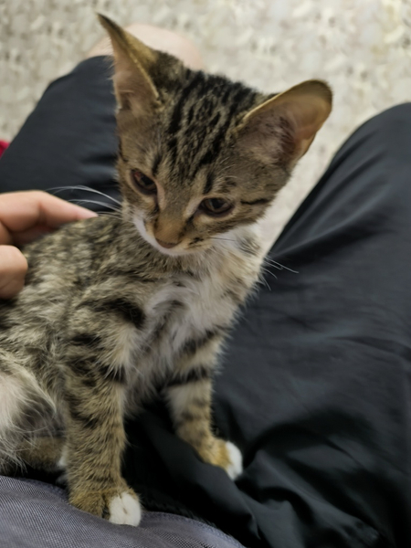 Кошка похожа на Саванну 4 мес