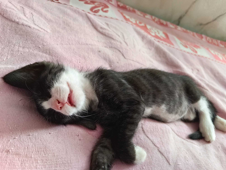 Отдам котёнка в добрые руки!