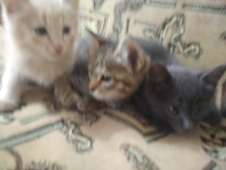Продаются котята