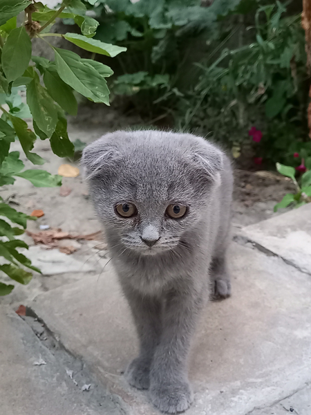 British cats' kittens. Mushuk bolachalari.