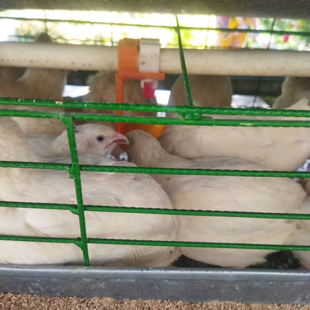 Bedana sotiladi ekaklari