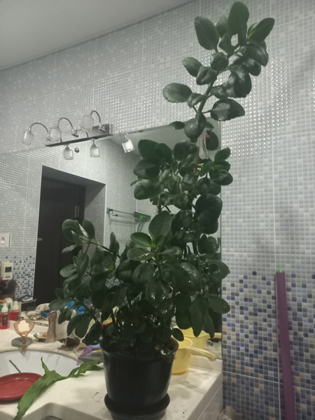 Продам домашние  цветы