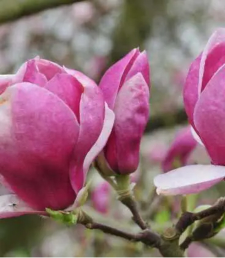 Magnoliya pushti gulli