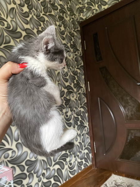 Кошка котенок