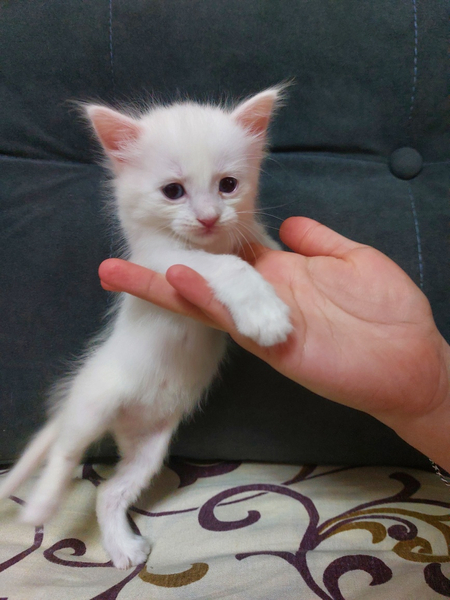 Продается котенок