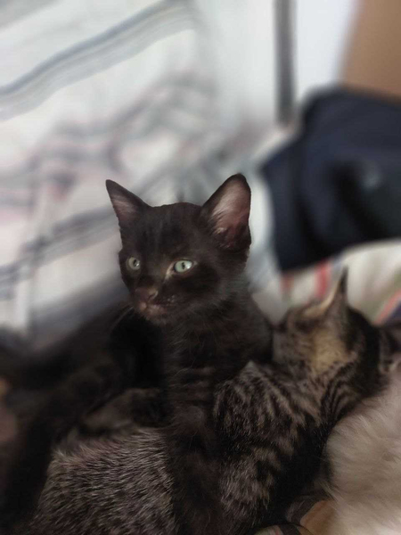 Отдадим котят в добрые руки