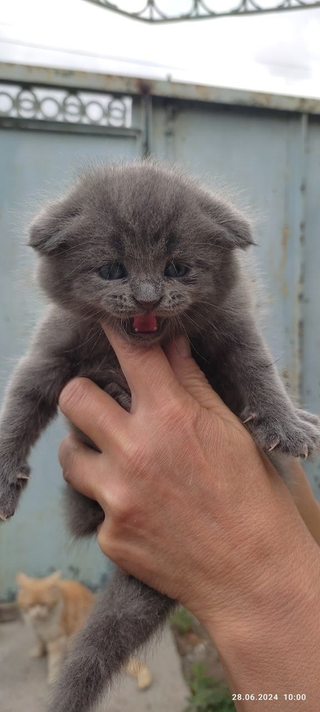 Продаются шикарные котята Британцы