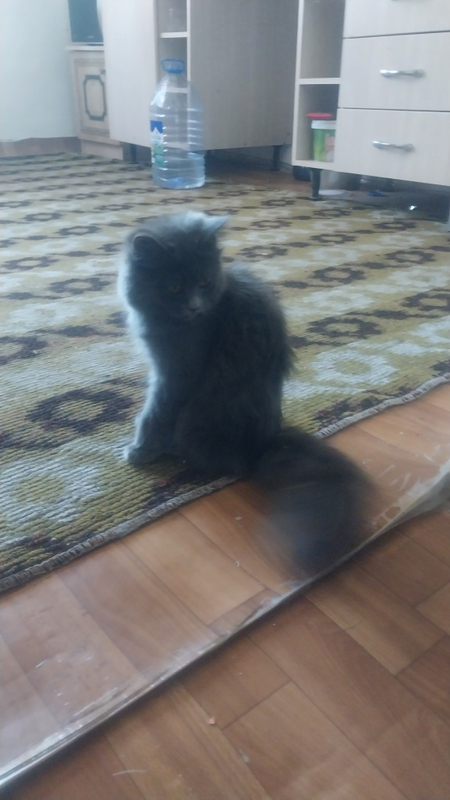Nebelung парода кошка девочка