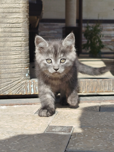 Кошки 2 месяцев.
