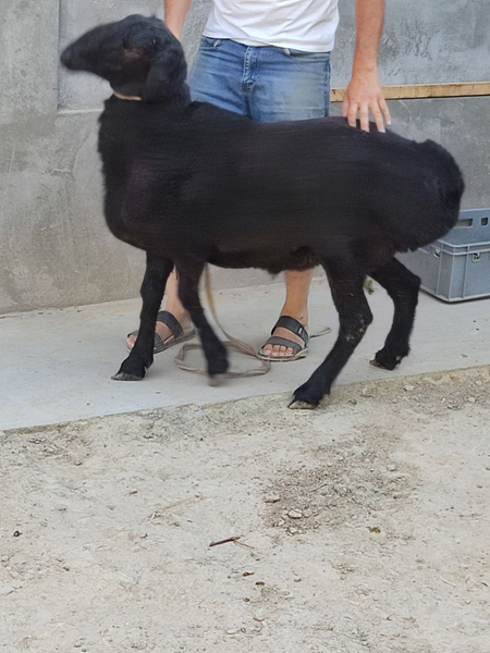 Qoylar sotiladi 2 ta