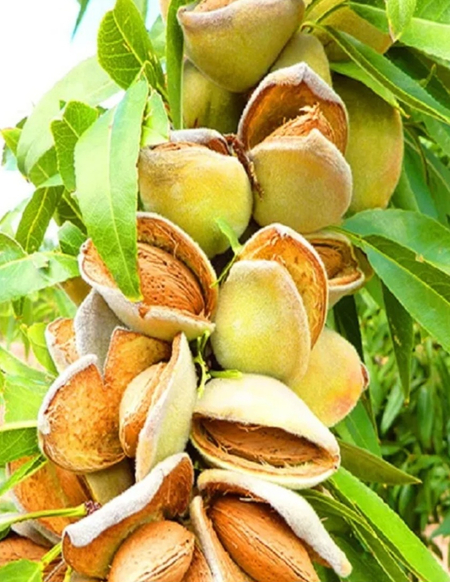 Саженцы кучатлар