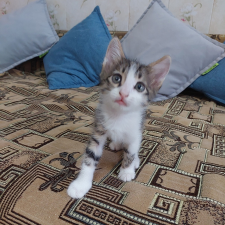 Домашние котята бесплатно