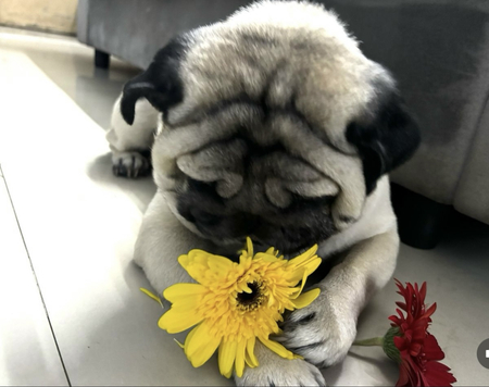 Mops sotiladi erkak