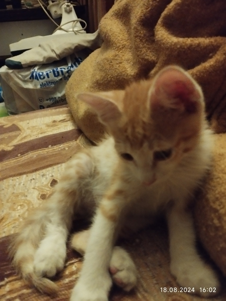 Прекрасный , домашний котенок