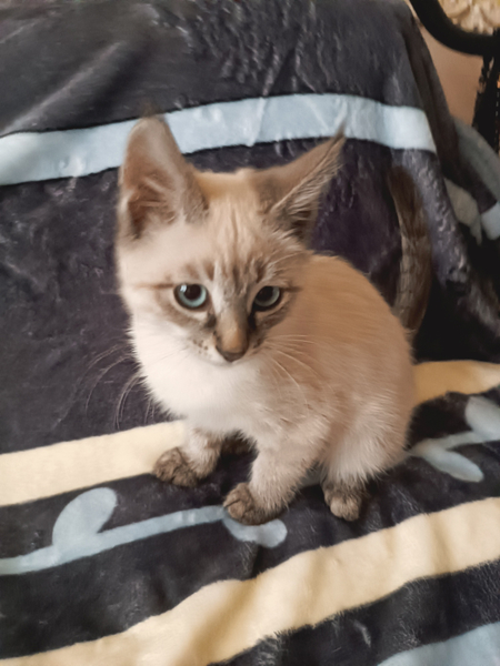 Тайский котёнок!