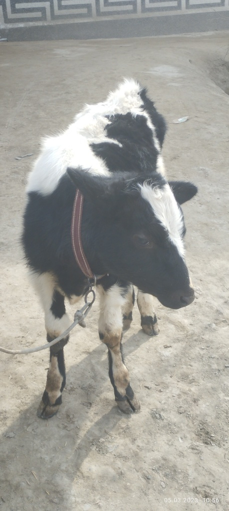 Galishtin parodali