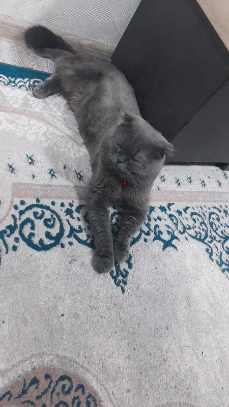 Vyazka Uchun skotiw fold