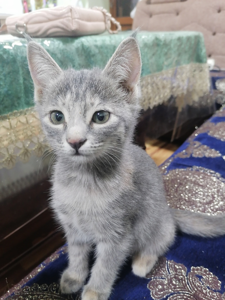 Отдам даром котят в хорошие руки